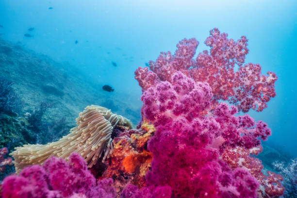 Coral Pink Pictures | Download Free Images on Unsplash