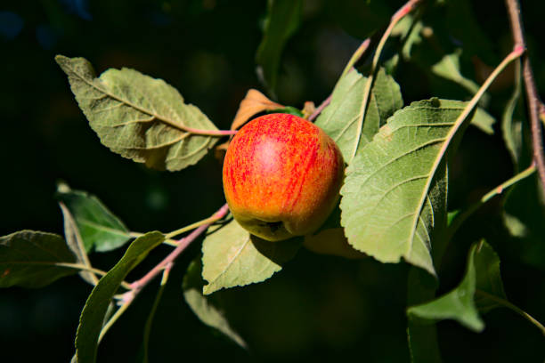 Free picture: red apple, buds, ready, flowering