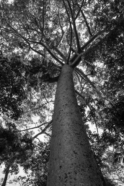 Free Stock Photo of Tall Tree in Black and White | Download Free Images ...
