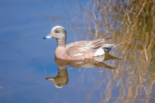 10+ American wigeon duck free images