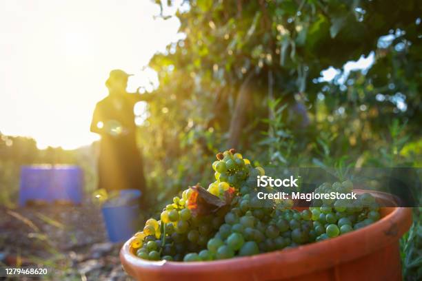 Memetik Anggur Anggur Hijau Saat Panen Anggur Di Kebun Anggur Foto Stok