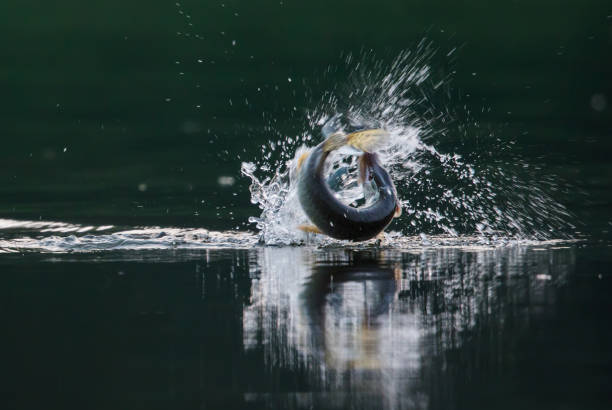 Free picture: northern pike