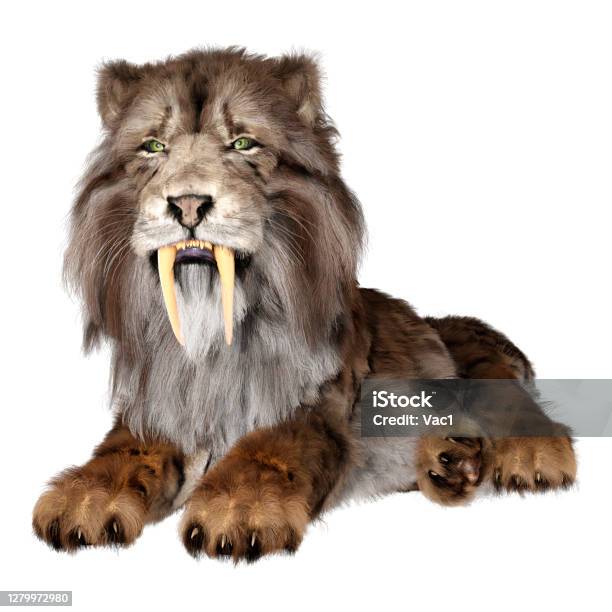 Ilustración 3d Tigre Diente De Sable Sobre Blanco Foto De Stock Y Más