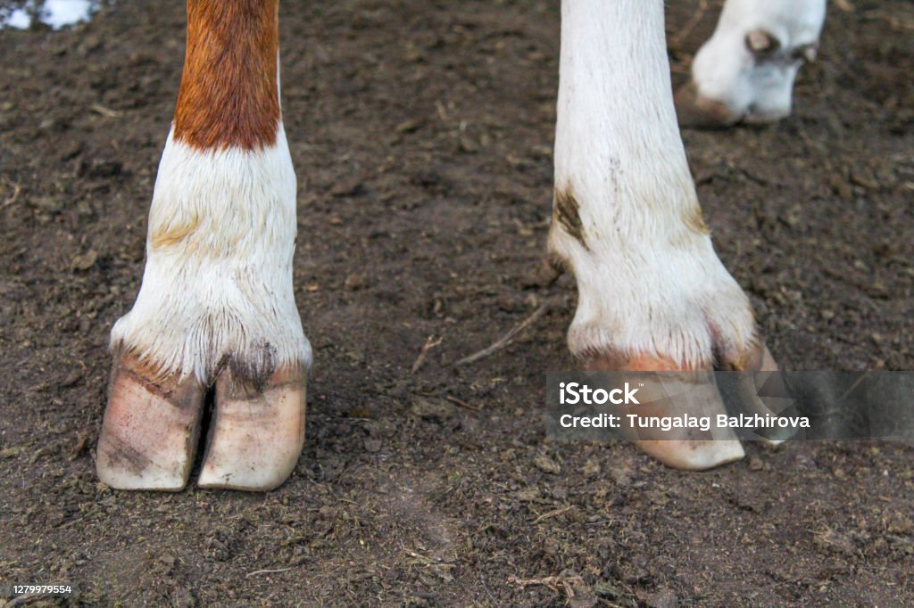 Kaki Sapi Kuku Closeup Sapi Muda Dewasa Besar Berdiri Di Tanah Pertanian Warna Rambut Putih Dan