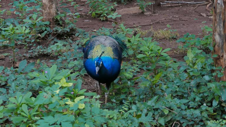 120 Peacock Body Feathers Stock Videos And Royalty Free Footage Istock