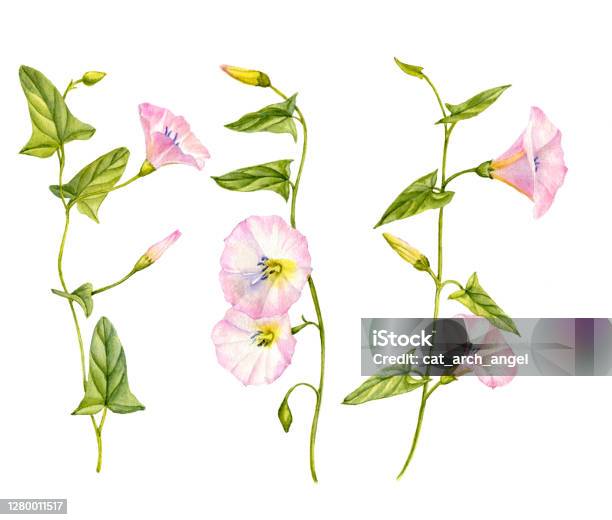Fleurs Daquarelle Bindweed Dessin Par Aquarelle Vecteurs Libres De
