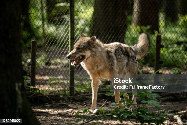 Serigala Eurasia Lupus Canis Lakilaki Alfa Di Hutan Musim Semi Eropa ... Serigala Eurasia Lupus Canis Lakilaki Alfa Di Hutan Musim Semi Eropa ...