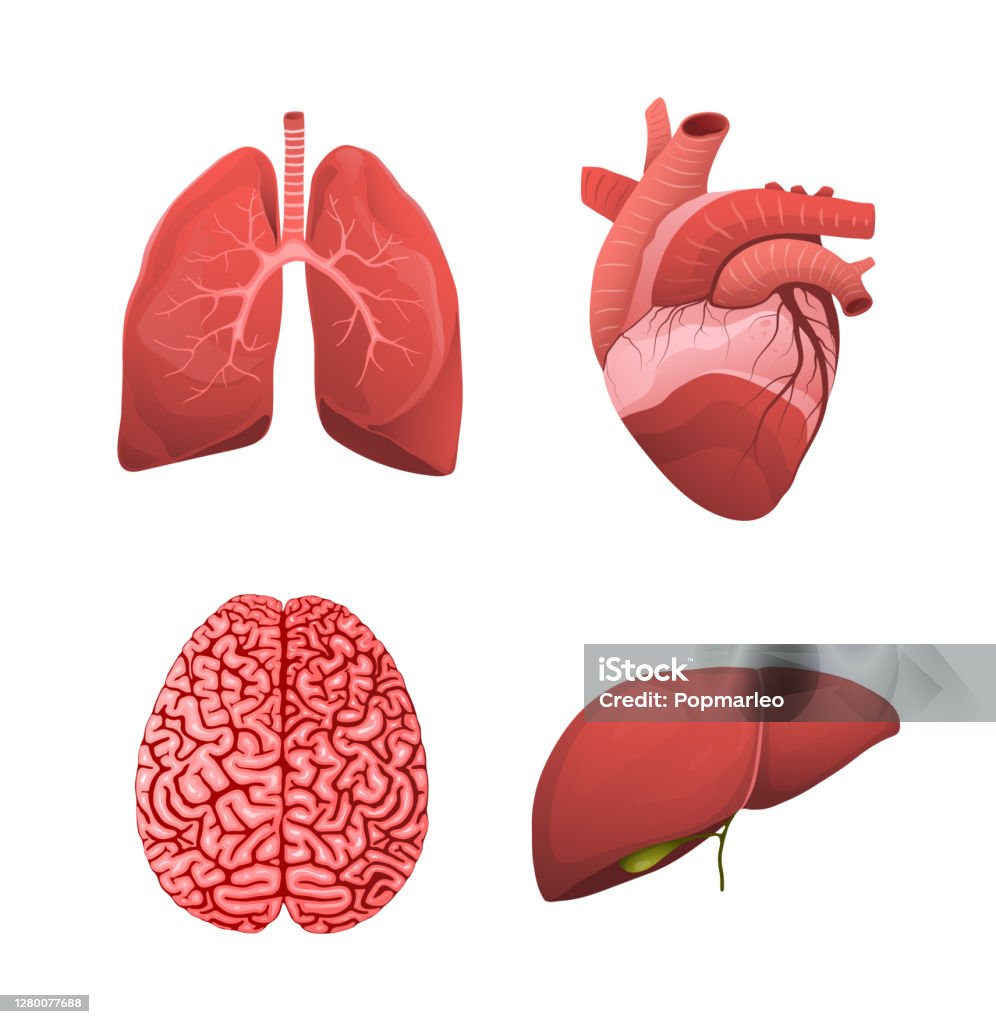 Download Gratis 74+ Gambar Hati Dan Jantung HD - Gambar Download Gratis 74+ Gambar Hati Dan Jantung HD - Gambar