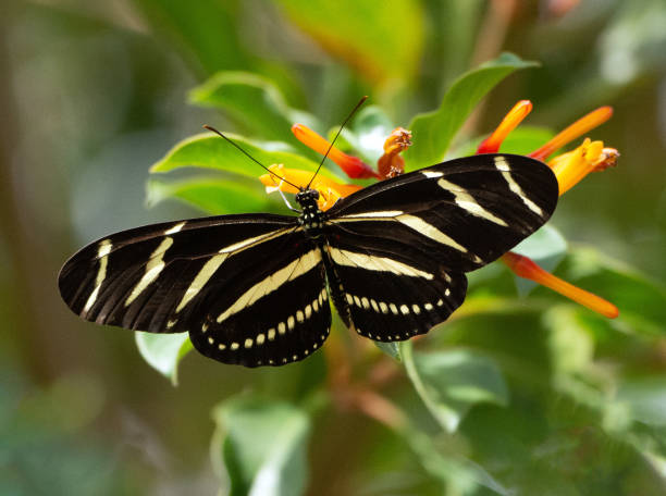 Free Stock Photo of Zebra Longwing Butterfly | Download Free Images and ...