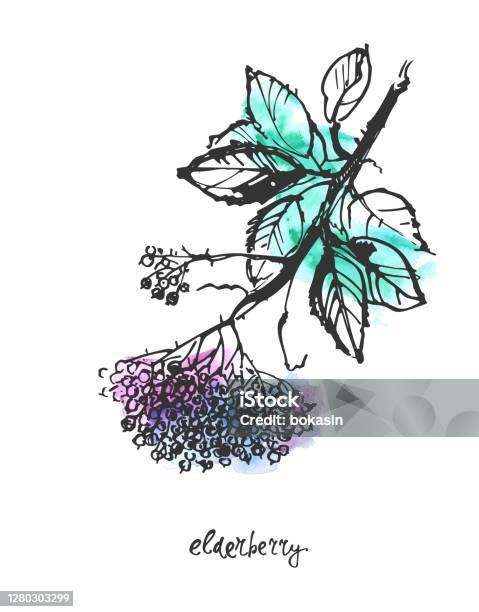 Art De Ligne Dencre Dessiné À La Main Et Dessin De Plante De Taches