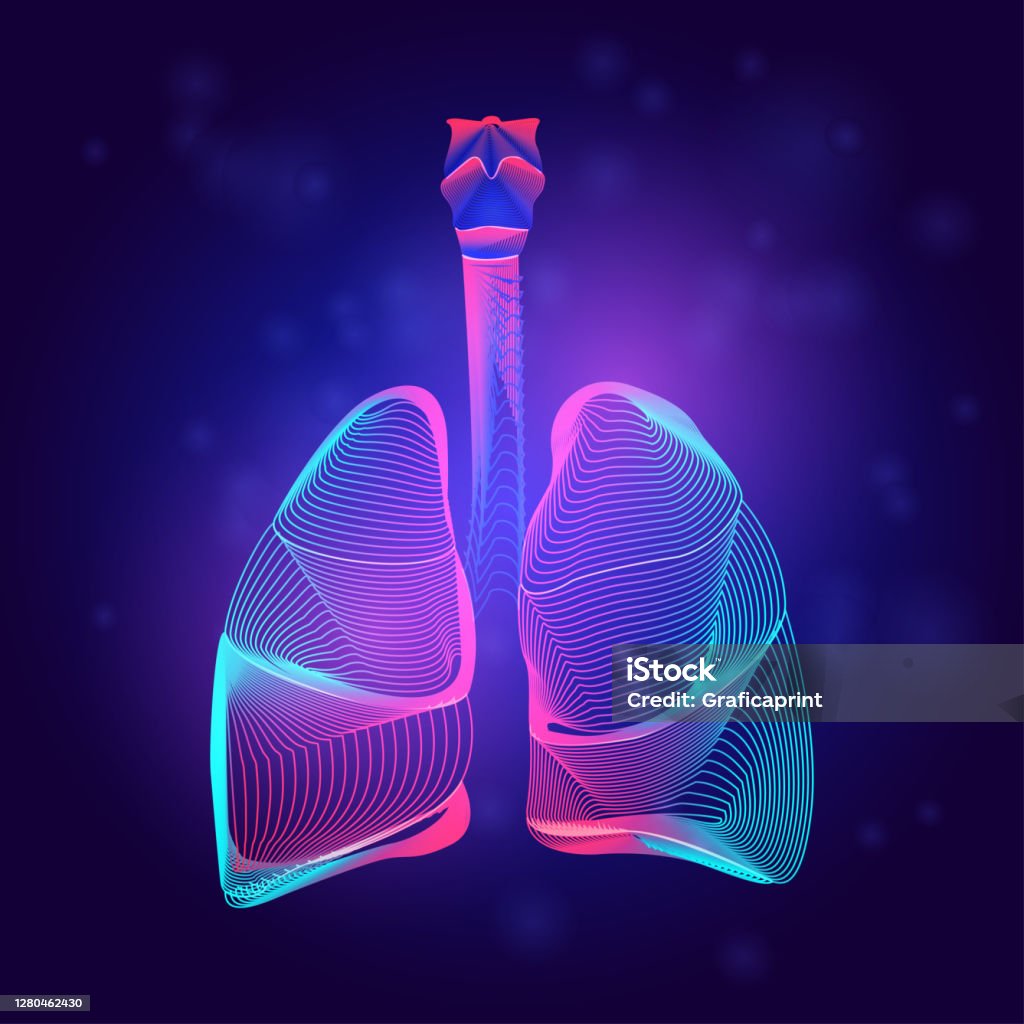 Human Lungs Medical Structure Outline Vector Illustration Of Body Part
