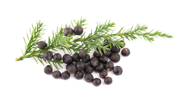 Juniper Berry Pictures | Download Free Images on Unsplash