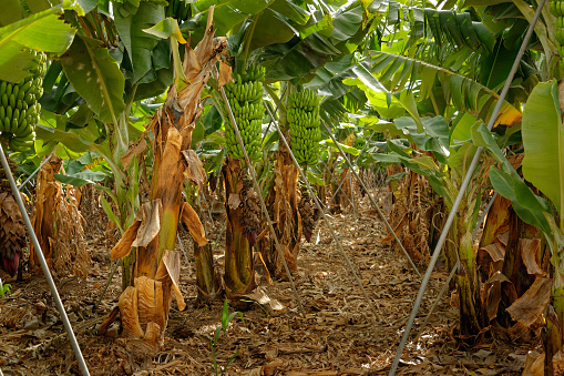 Pohon Pisang Dan Perkebunan Pisang Di Kosta Rika Atau Thailand Dan Kepulauan Canary Daun Hijau