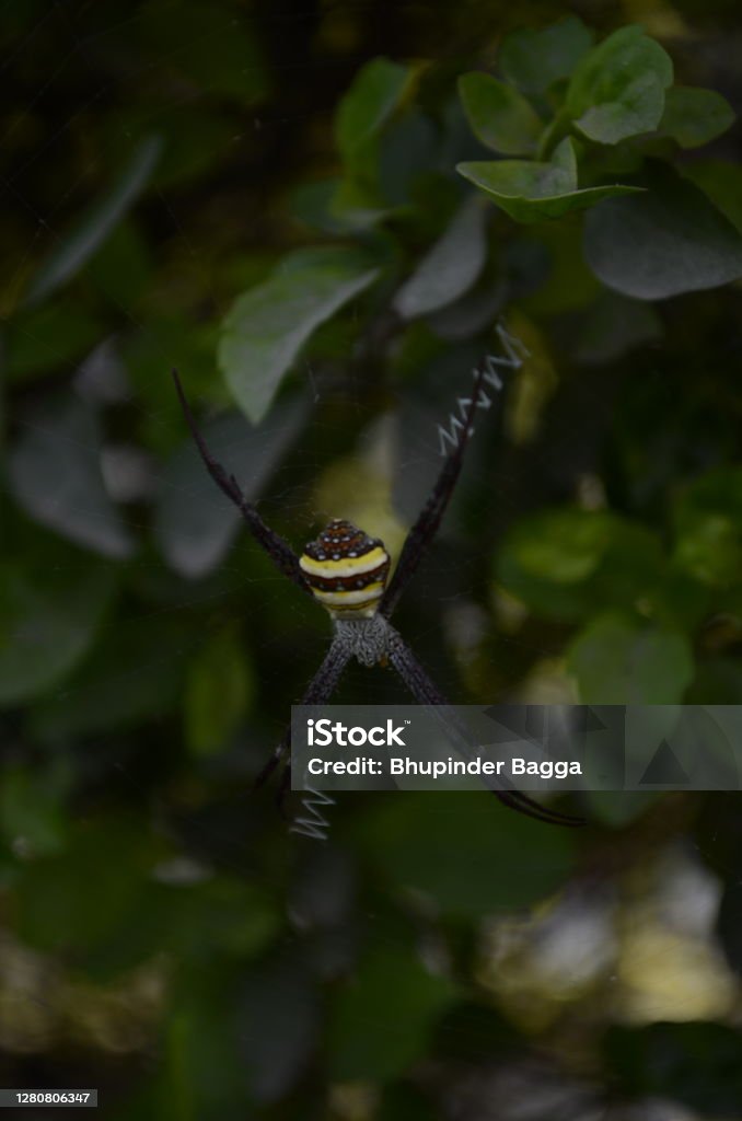 Argiope Anasuja Adalah Spesies Labalaba Penenun Orb Yang Tidak ... Argiope Anasuja Adalah Spesies Labalaba Penenun Orb Yang Tidak ...
