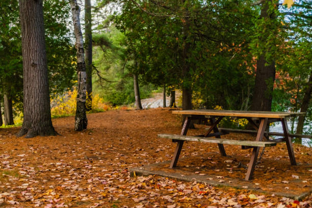 Free Stock Photo of Picnic Table Surrounded by Trees in Forest ...