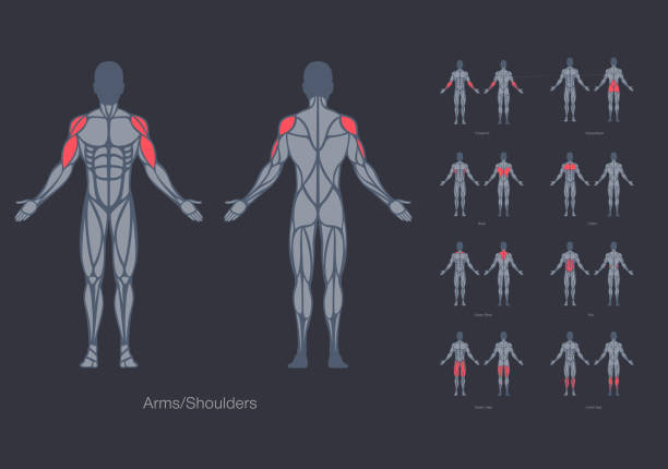 Free Hand Muscle Vector Art - Download 3,180+ Hand Muscle Icons ...