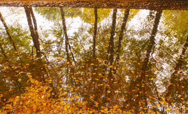Free Stock Photo of Tall Trees Reflected in Water | Download Free ...