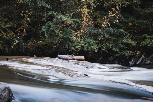 Free Stock Photo of Waterfall With Log in the Middle | Download Free ...