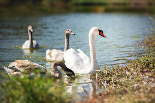 Free picture: White swan (Cygnus olor) bird family in natural habitat