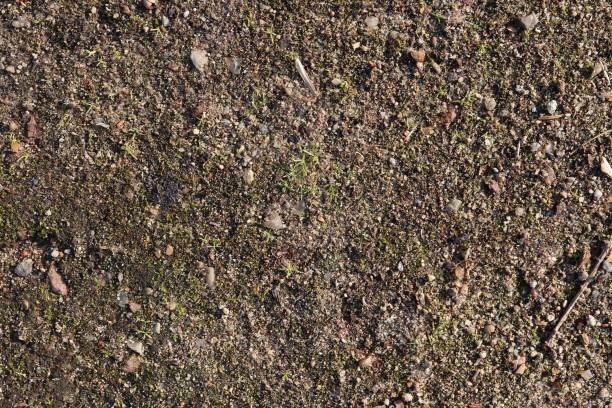 Forest floor – free photo on Barnimages