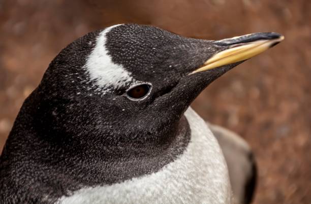 Free Stock Photo of A close up of a penguin s head | Download Free ...
