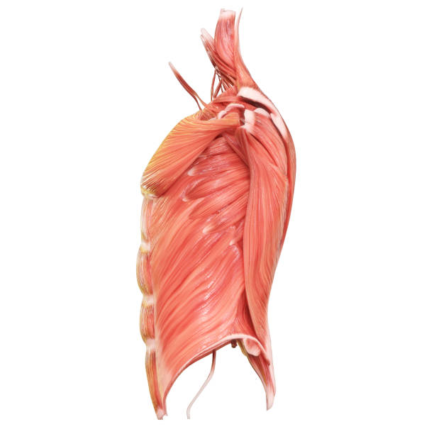 Human Body Muscular System Torso Muscles Anatomy - Stock Photo