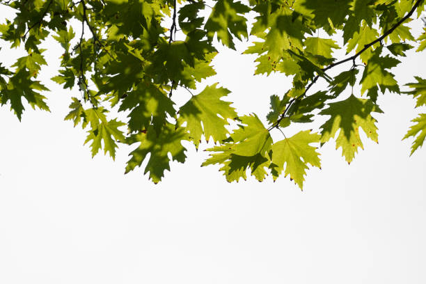 Plane Tree Pictures | Download Free Images on Unsplash