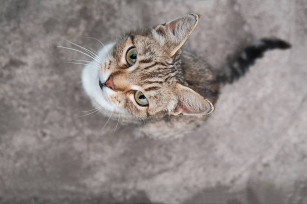 Free Stock Photo of Curious Cat Looking Up at Camera | Download Free ...