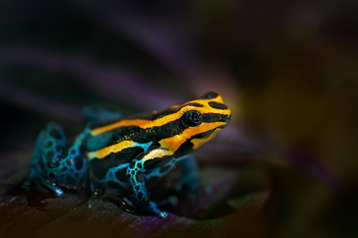 Ranitomeya Amazonica Amazonian Racun Katak Dart Di Habitat Hutan Alam