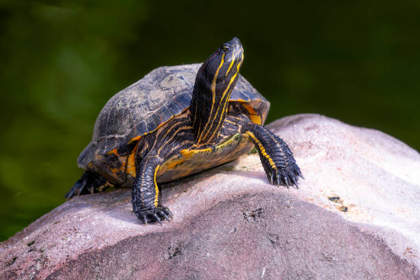 Free Stock Photo of Turtle on a Rock | Download Free Images and Free ...