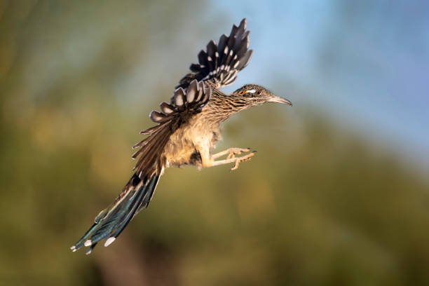 Road Runner Pictures | Download Free Images on Unsplash