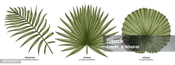Ilustrasi Botani Vektor Vintage Tanaman Eksotis Tropis Dedaunan Hutan