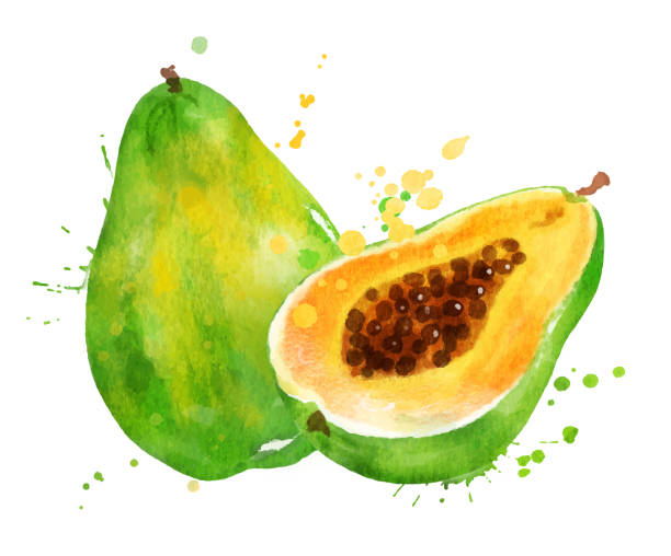 Pepaya Ilustrasi, Grafik Vektor & Clip Art Bebas Royalti - iStock Pepaya Ilustrasi, Grafik Vektor & Clip Art Bebas Royalti - iStock