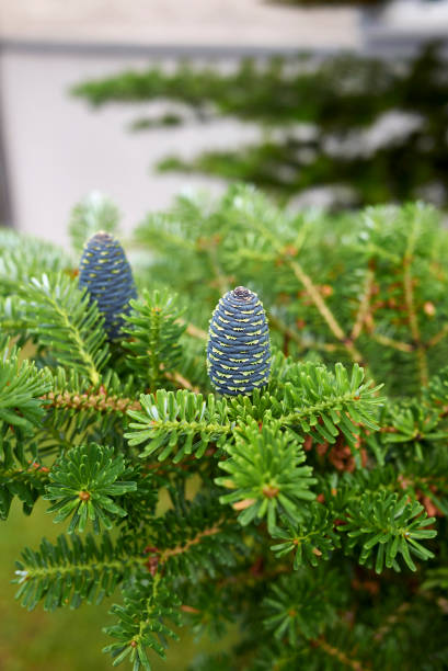 Free Stock Photo of Balsam fir sap | Download Free Images and Free ...