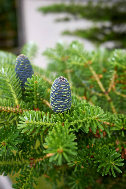 Free Stock Photo of Balsam fir sap | Download Free Images and Free ...