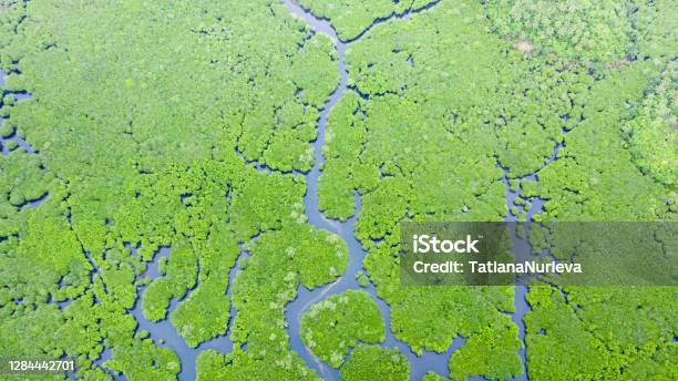 Hutan Mangrove Dan Sungai Pemandangan Atas Latar Belakang Tropis Pohon