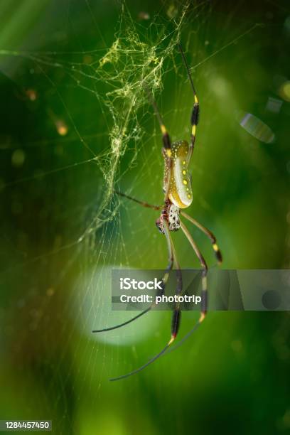 Penenun Orb Sutra Emas Trichonephila Clavipes Sebelumnya Clavipes ... Penenun Orb Sutra Emas Trichonephila Clavipes Sebelumnya Clavipes ...