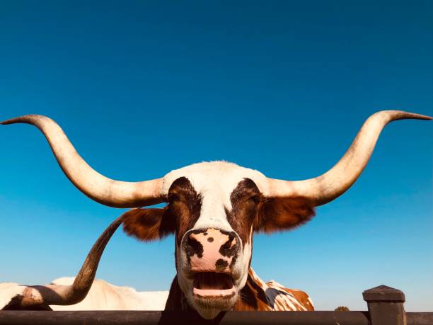 Longhorn Pictures | Download Free Images on Unsplash