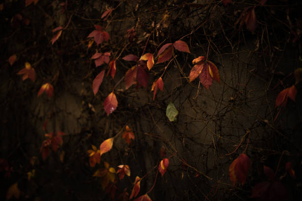 Free picture: bushes, ivy, dark red, weeds, autumn season, nature ...