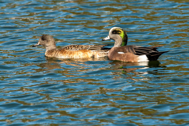 Free Stock Photo of American Wigeon | Download Free Images and Free ...