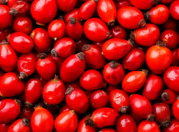 Rosehip Pictures | Download Free Images on Unsplash