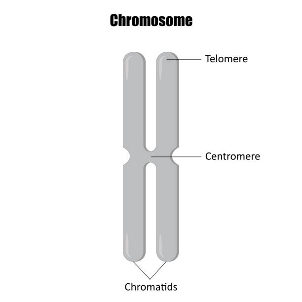 130+ Homologous Chromosome Stock Illustrations, Royalty-Free Vector ... 130+ Homologous Chromosome Stock Illustrations, Royalty-Free Vector ...
