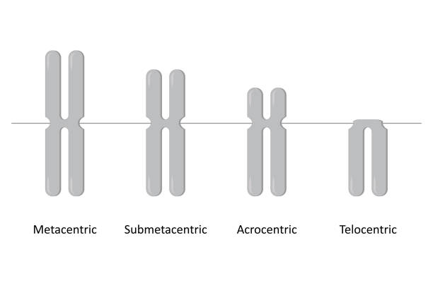 130+ Homologous Chromosome Stock Illustrations, Royalty-Free Vector ... 130+ Homologous Chromosome Stock Illustrations, Royalty-Free Vector ...