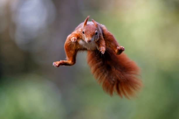 Red Squirrel Pictures | Download Free Images on Unsplash