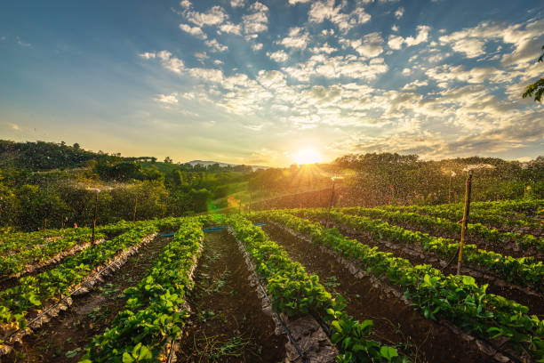 Strawberry Field Pictures | Download Free Images on Unsplash