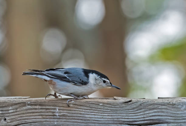 Free picture: sitta sittidae, grey bird, nuthatch birds, wildlife ...