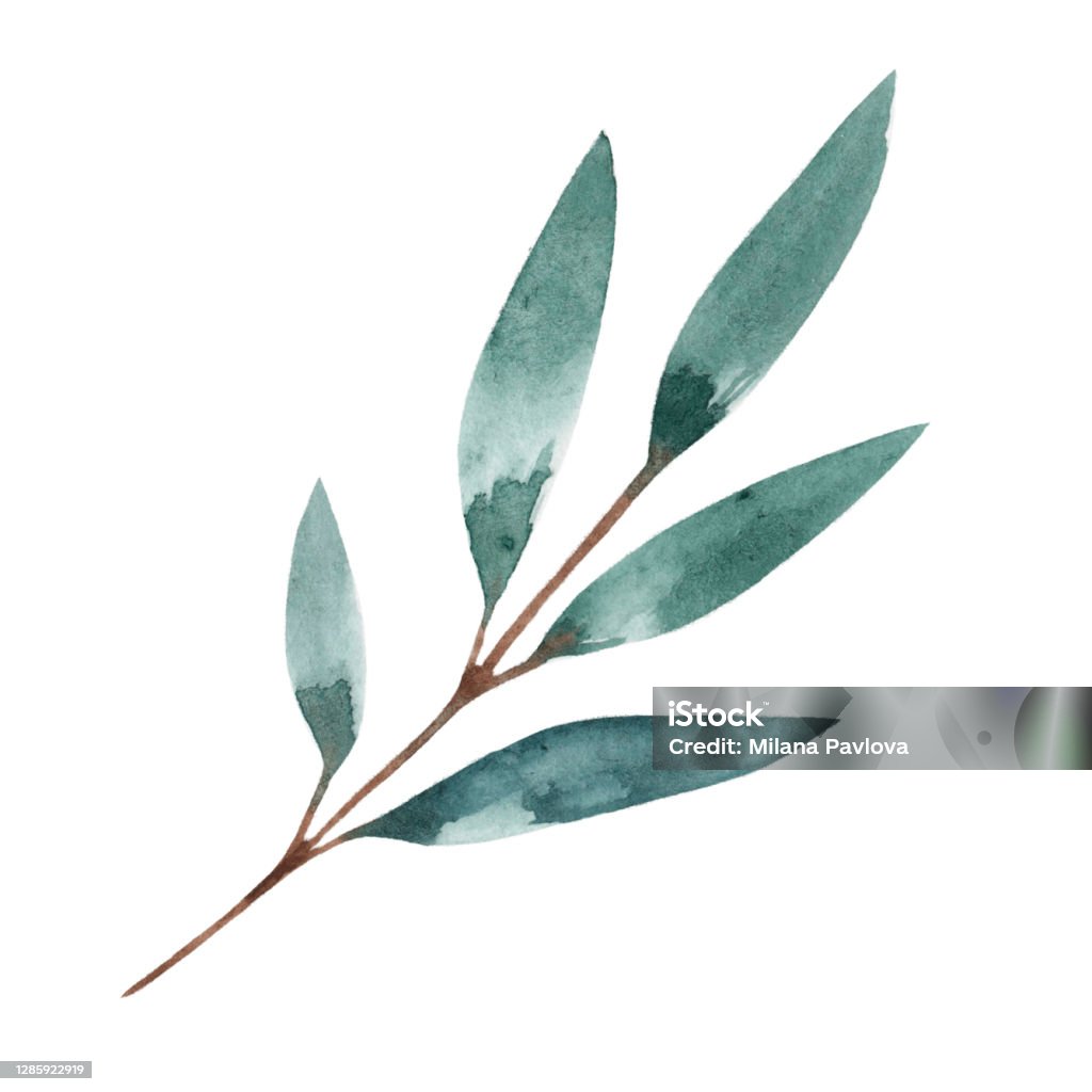 Dessin De Brindille Daquarelle Avec La Brindille De Feuilles Isolées