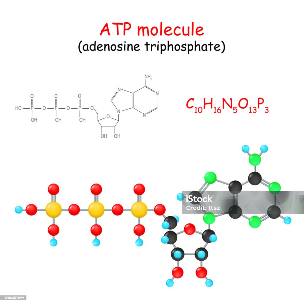 Adenosine Triphosphate Atp Molecule Stock Illustration - Download Image ... Adenosine Triphosphate Atp Molecule Stock Illustration - Download Image ...