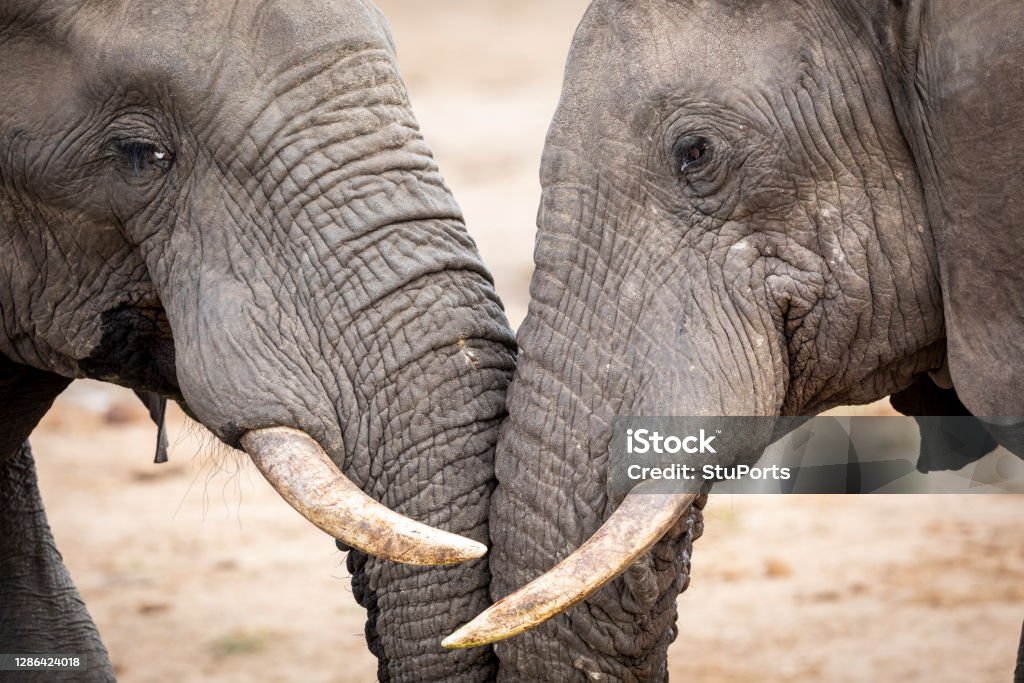 Dua Gajah Dewasa Saling Bersentuhan Dengan Batang Pohon Mereka Di Taman ... Dua Gajah Dewasa Saling Bersentuhan Dengan Batang Pohon Mereka Di Taman ...