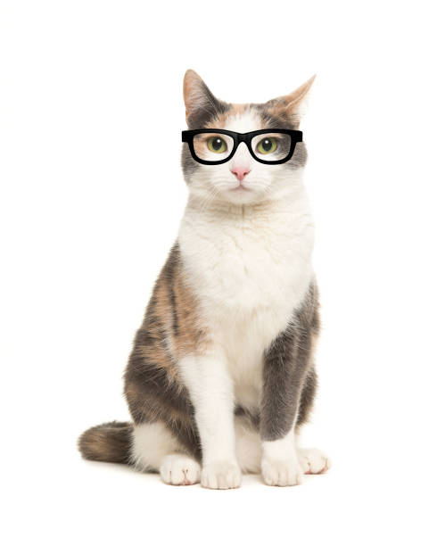 Smart Cat Pictures | Download Free Images on Unsplash